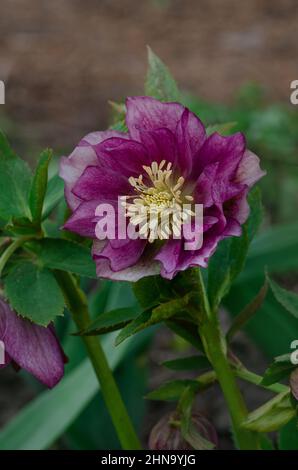 Hellebores flowering in the garden in late winter Stock Photo - Alamy