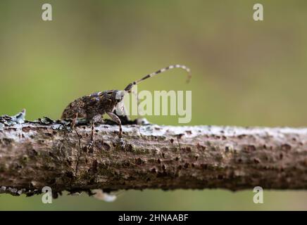 A rare longhorn beetle, Mesosa myops in the Ruissalo island, Finland ...