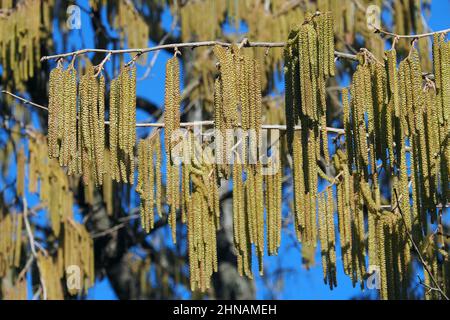Turkish hazel or Turkish filbert, Baumhasel, Türkische Hasel, Türkische ...