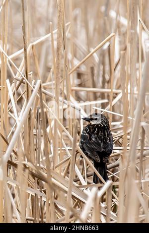 A closeup of a red-winged blackbird perched on a reed viewed from ...