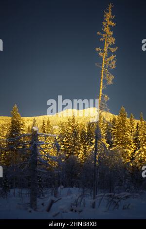 Brightly illuminated trees in Swedish winter landscape Stock Photo - Alamy