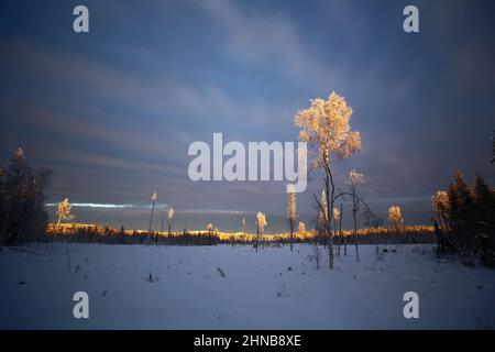 Brightly illuminated trees in Swedish winter landscape Stock Photo - Alamy
