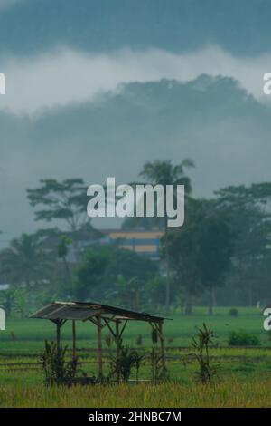 the beauty of panoramic rice fields in Indonesia, is located on the ...