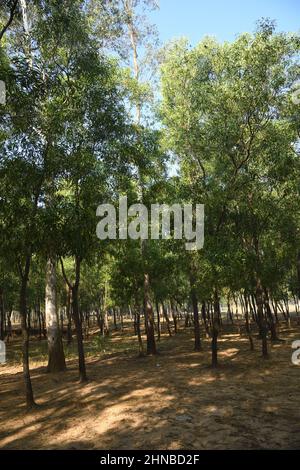Sonajhuri forest. Ballavpur, Birbhum, West Bengal, India Stock Photo ...