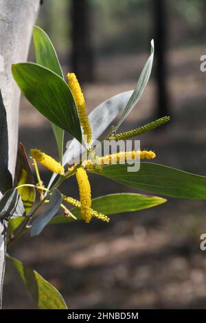 Earpod Wattle (Acacia auriculiformis Stock Photo - Alamy