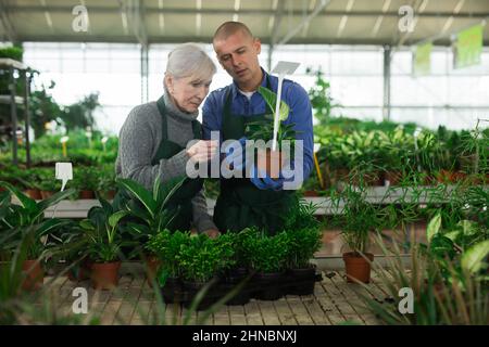 Two focused garden center workers examining leaves of potted plants ...