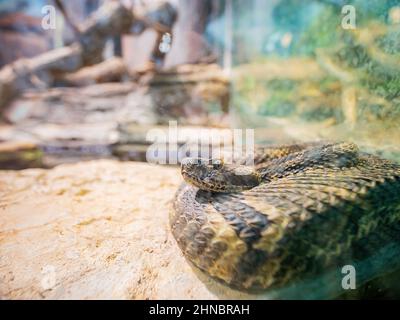 Close up shot of Timber Rattlesnake at Oklahoma Stock Photo - Alamy