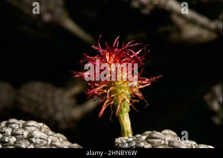 She Oak trees (Casuarina Littoralis) have female trees and male trees ...