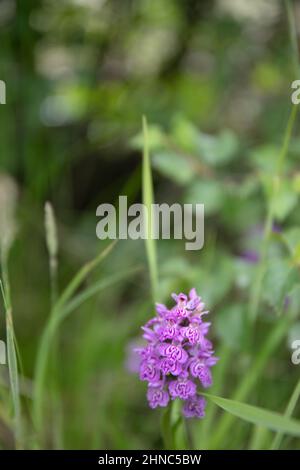 Vertical shot of beautiful Foxglove flowers Stock Photo - Alamy