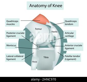 Knee joint section illustration Stock Vector Image & Art - Alamy