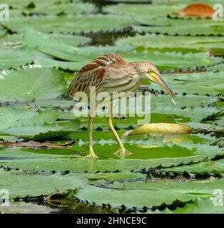 Closeup shot of the yellow bittern bird catching a fish from the water ...