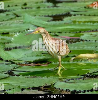 Closeup shot of the yellow bittern bird catching a fish from the water ...