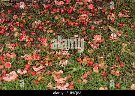 Mass of fallen red seeds and pods from a Small-leaved tamarind, tree ...