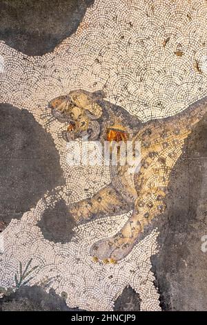 Ancient Roman mosaic of Leopard Stock Photo - Alamy