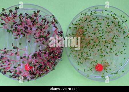 Homegrown radish sprouts or microgreens, close up Stock Photo - Alamy