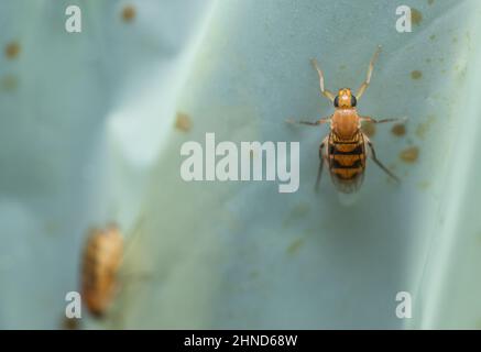 Scuttle flies in the kitchen trash can (Megaselia scalaris Stock Photo ...