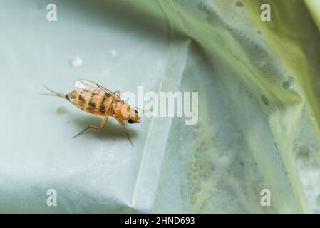 Scuttle flies in the kitchen trash can (Megaselia scalaris Stock Photo ...
