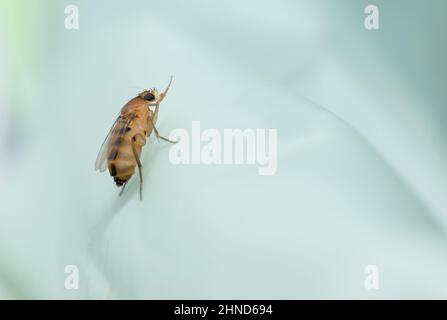 Scuttle flies in the kitchen trash can (Megaselia scalaris Stock Photo ...