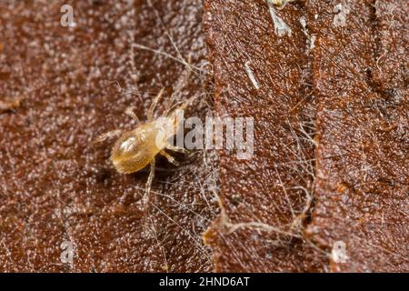 Predatory mite (Mesostigmata sp Stock Photo - Alamy