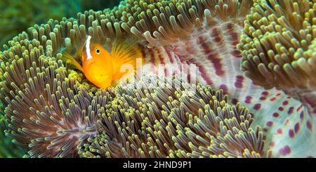 Eastern Shunk Anemonefish, Amphiprion sandaracinos, Magnificent Sea ...