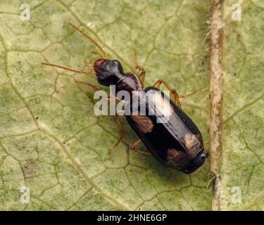 Dromius quadrimaculatus Ground beetle in leaf litter. Tipperary ...