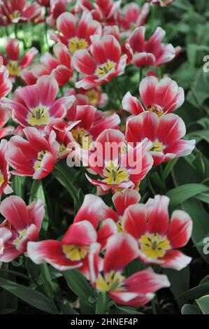 Red, white and yellow Triumph tulips (Tulipa) Tropical Dream bloom in a ...