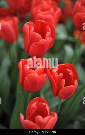 Red Triumph tulips (Tulipa) Kay bloom in a garden in April Stock Photo ...