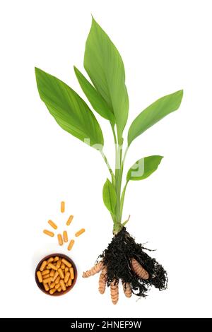 Turmeric plant cross section with leaves and root growing in soil. Used ...