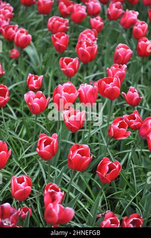 Pink with white edge Triumph tulips (Tulipa) Kung-Fu bloom in a garden ...