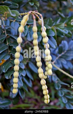 Pod seeds of typical beach plant Stock Photo - Alamy