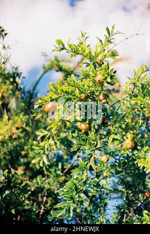 Yellow pomegranates on the green branches of a tree next to a date palm ...