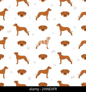 Rhodesian ridgeback clipart. Different poses, coat colors set. Vector ...