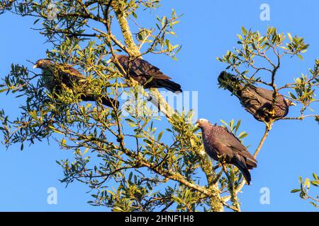 African Olive Pigeons in a tree Stock Photo - Alamy