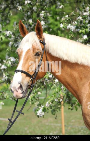 Amazing palomino warmblood in front of flowering tree Stock Photo - Alamy