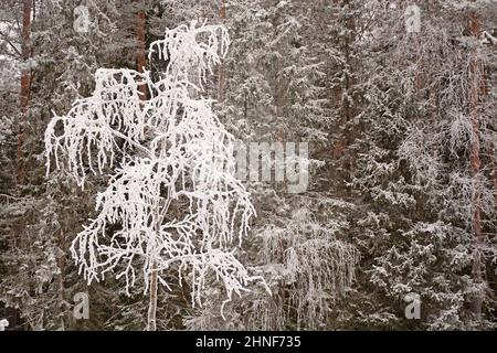 Majestic winter forest. Russia, Karelia, cold and snowy weather Stock ...