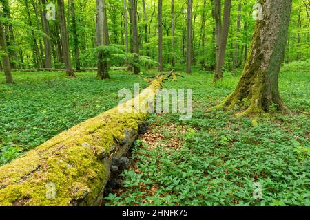 Dead moss-covered Common beech (Fagus sylvatica), deadwood, Hainich ...