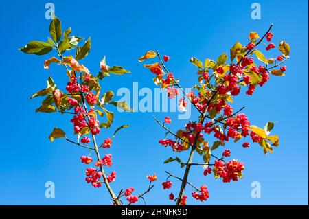 Common spindle tree (Euonymus europaea), fruits in autumn, Thuringia ...