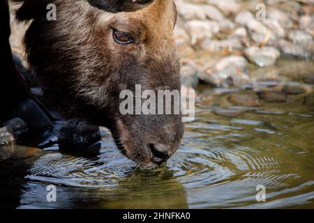 close up of the head of a Mishmi takin (Budorcas taxicolor taxicolor ...