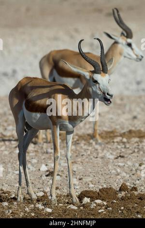 Springboks (Antidorcas marsupialis), male, near a waterhole, Etosha ...