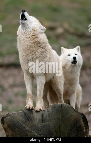 Two captive Arctic wolves / white wolves / polar wolves (Canis lupus ...