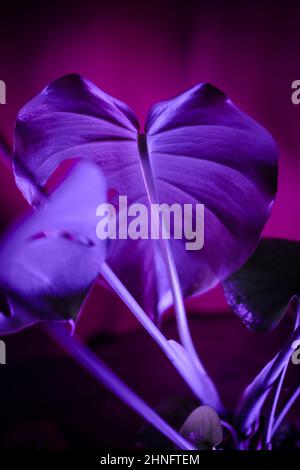 Monstera deliciosa plant in purple color with details Stock Photo - Alamy