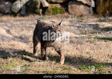 Iberian Lynx (Lynx pardinus) in its habitat Stock Photo - Alamy