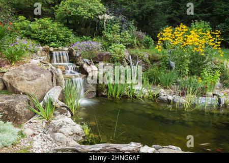 Yellow Rudbeckia laciniata - Coneflowers next to pond with Acorus ...