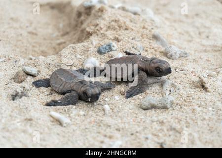Sea Turtles Hawksbill release, Pawikan Sanctuary, Davao, The ...