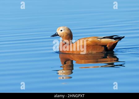 Ruddy Shelduck, Orbetello (GR), Italy, January 2022 Stock Photo - Alamy