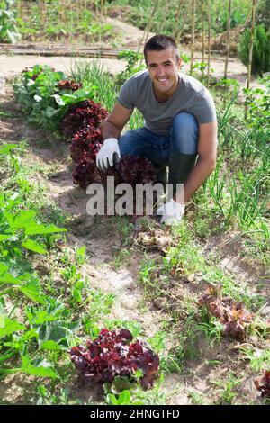 Man controlling process of growing plants in vegetable garden Stock ...