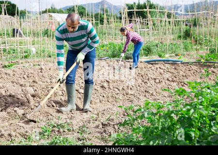 Pakistani man gardener working at land with garden mattock Stock Photo ...