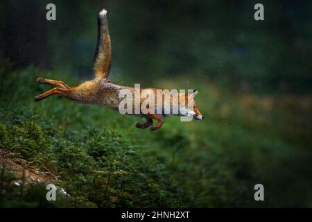 Fox jump on the green forest meadow with first snow. Wildlife scene ...