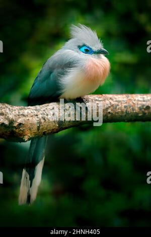 beautiful blue bird Crested coua ,Coua cristata, very attractive ...