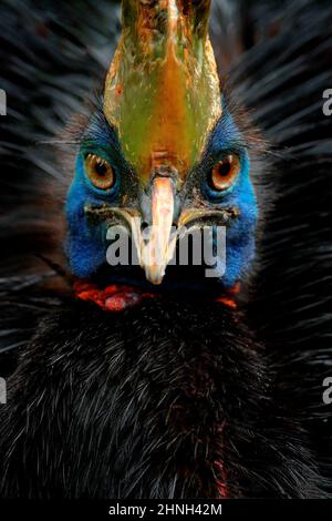 Tropical cassowary bird from Papua New Guinea Stock Photo - Alamy